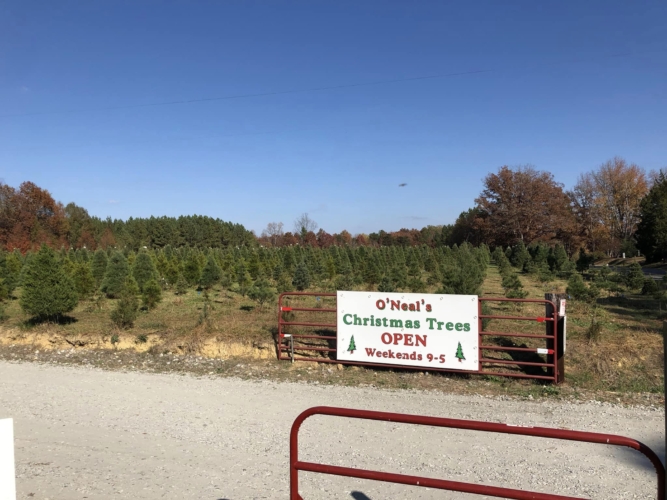 11 Farms To Cut Down Your Christmas Tree Near Charlottesville, Virginia ...